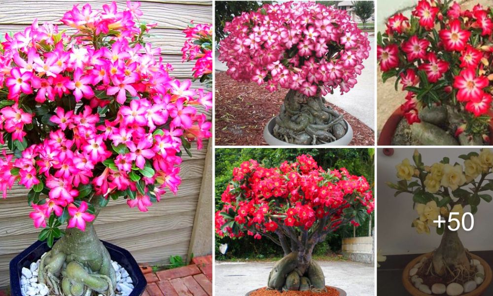รวม 50 ไอเดีย การจัดสวนสวย ด้วยต้นชวนชม
